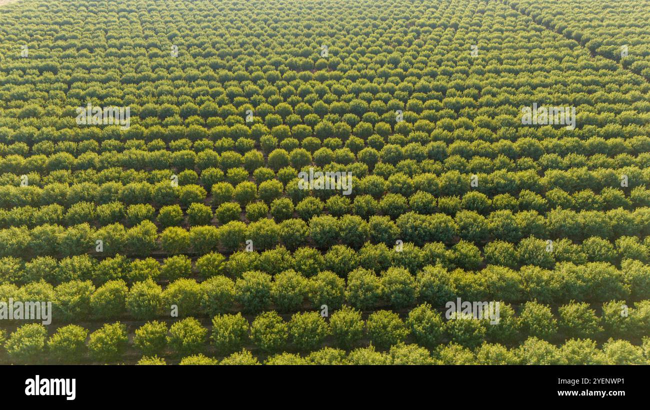 Fruit Trees in the Morning Sunshine Stock Photo - Alamy