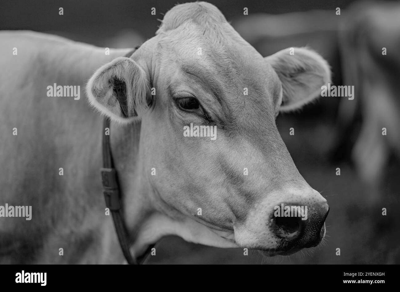 Cow in a green field by the water in Sweden. Cattle grazing in a field ...