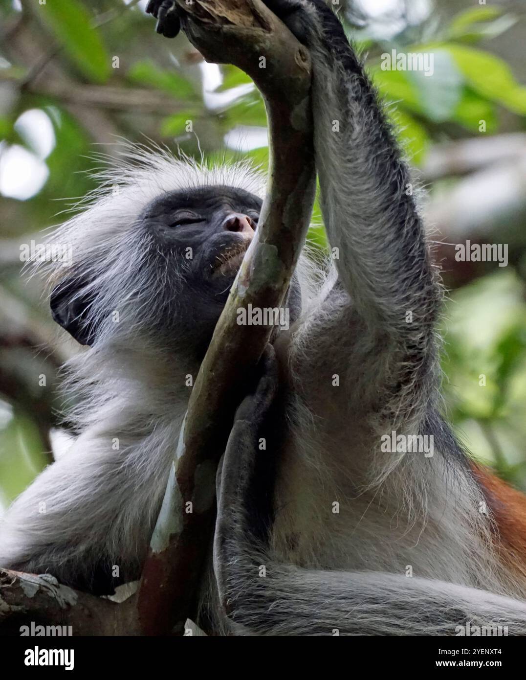 zanzibar red colobus monkey (Piliocolobus kirkii Stock Photo - Alamy