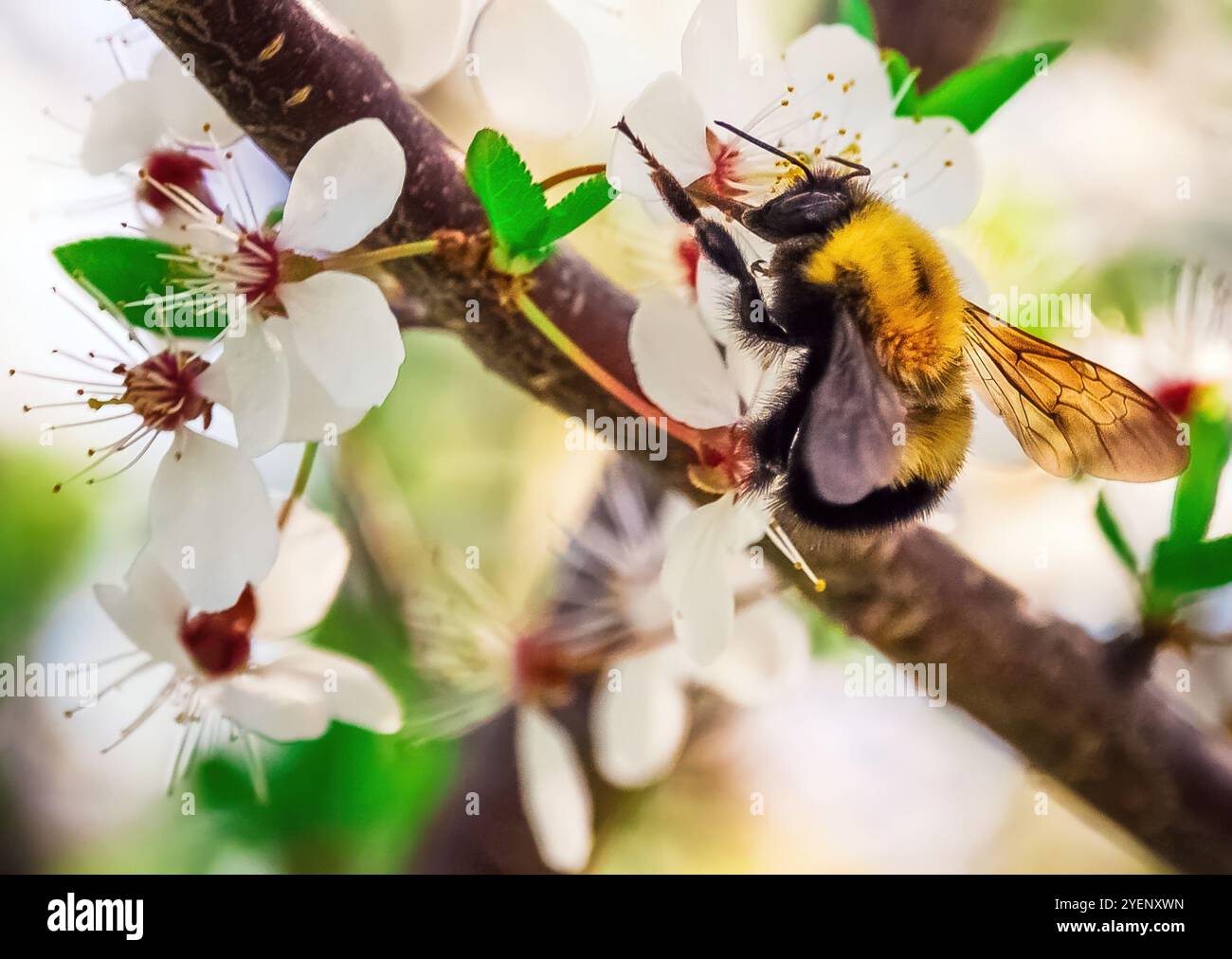 Honey bee apple hi-res stock photography and images - Alamy