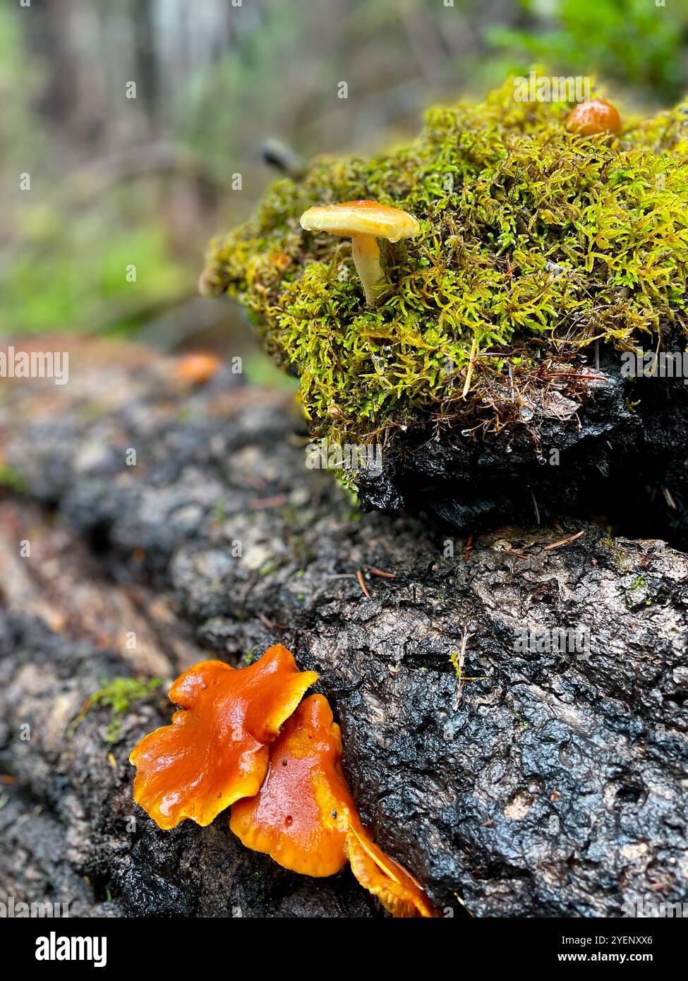Mushrooms in Rain Stock Photo - Alamy