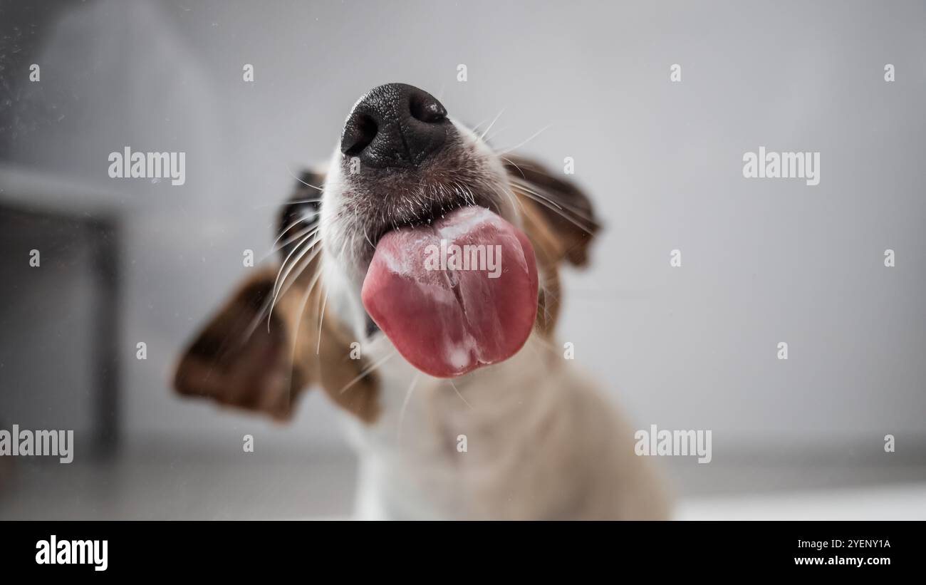 Jack Russell Terrier dog licking transparent glass on white background ...