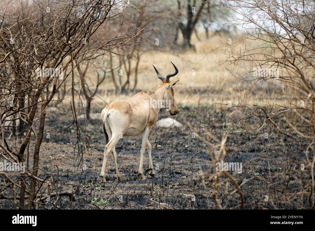 red necked kongoni antelope in serengeti park in tanzania Stock Photo ...