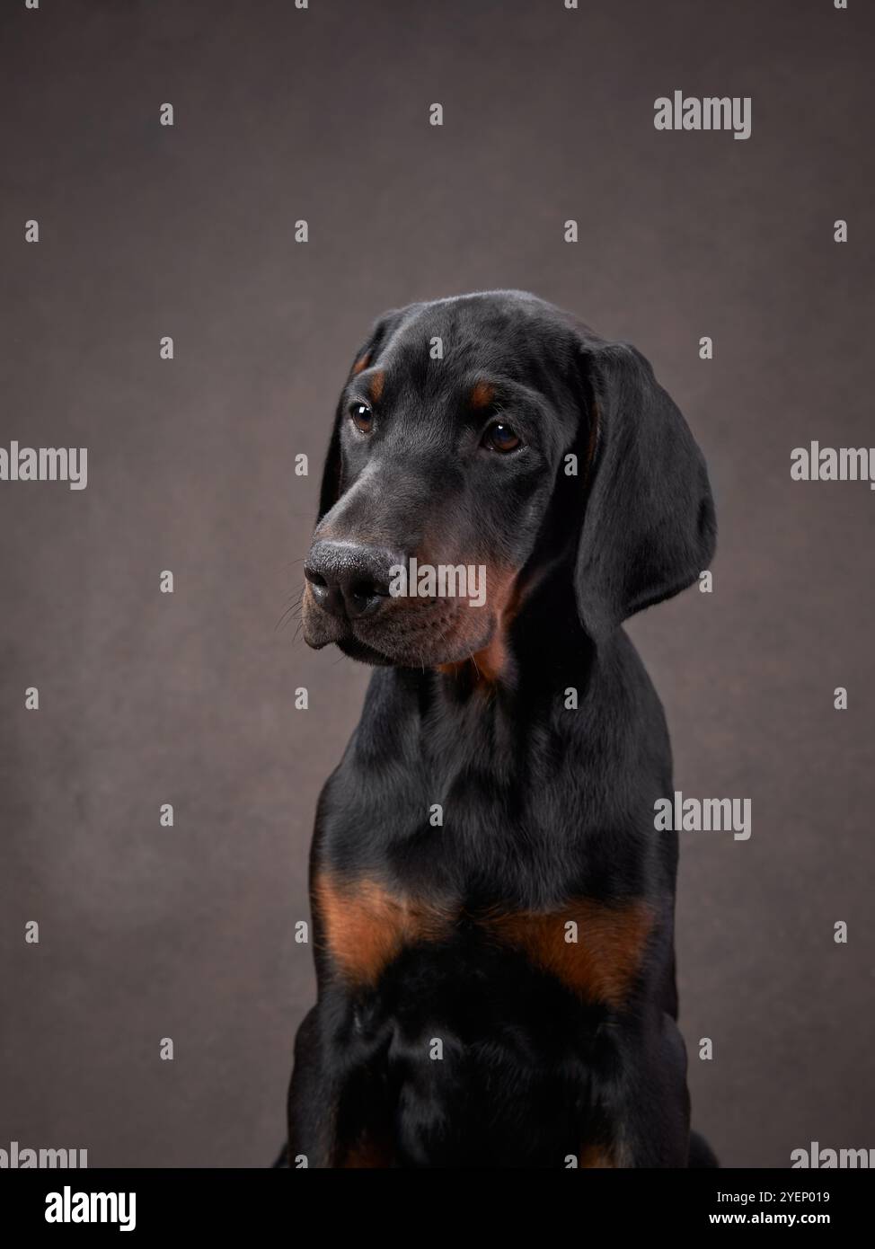 A Doberman stands alert against a grey backdrop, its sharp gaze and ...