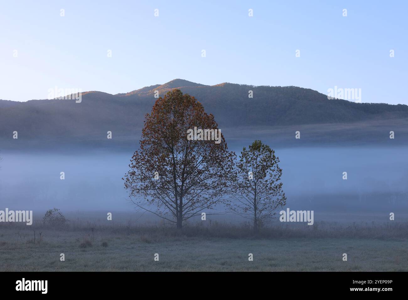 Autumn trees in haze hi-res stock photography and images - Alamy