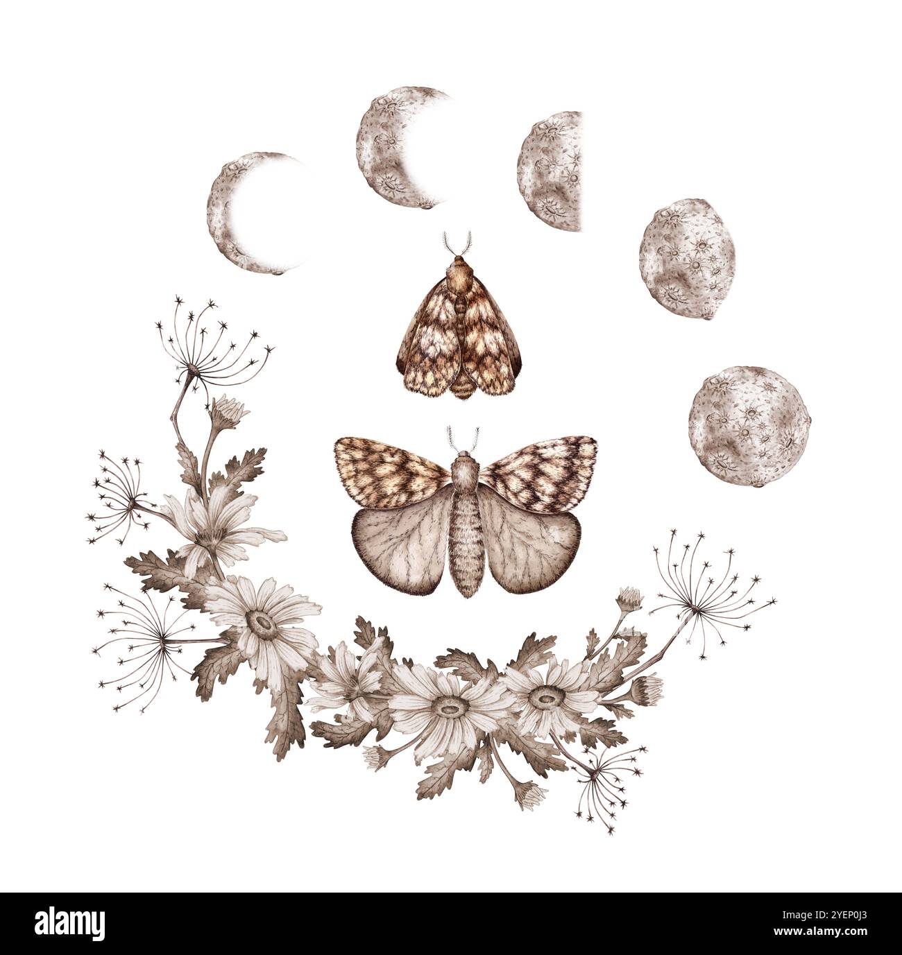 Grasses, moon phases, butterflies in brown and beige tones watercolor ...