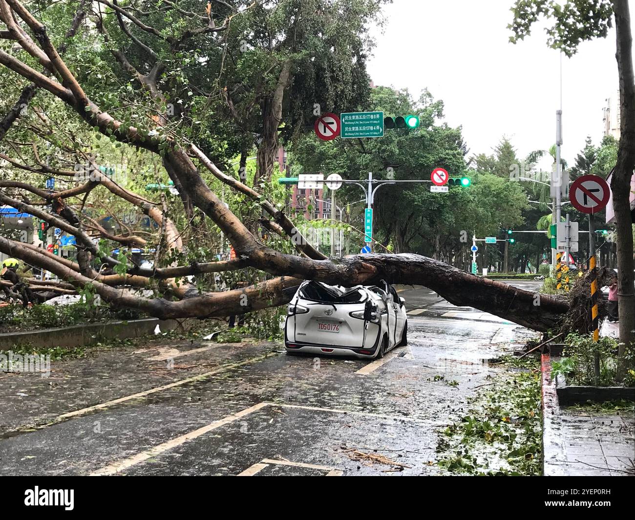 Taipeh, Taiwan. 01st Nov, 2024. An uprooted tree lies on a badly ...