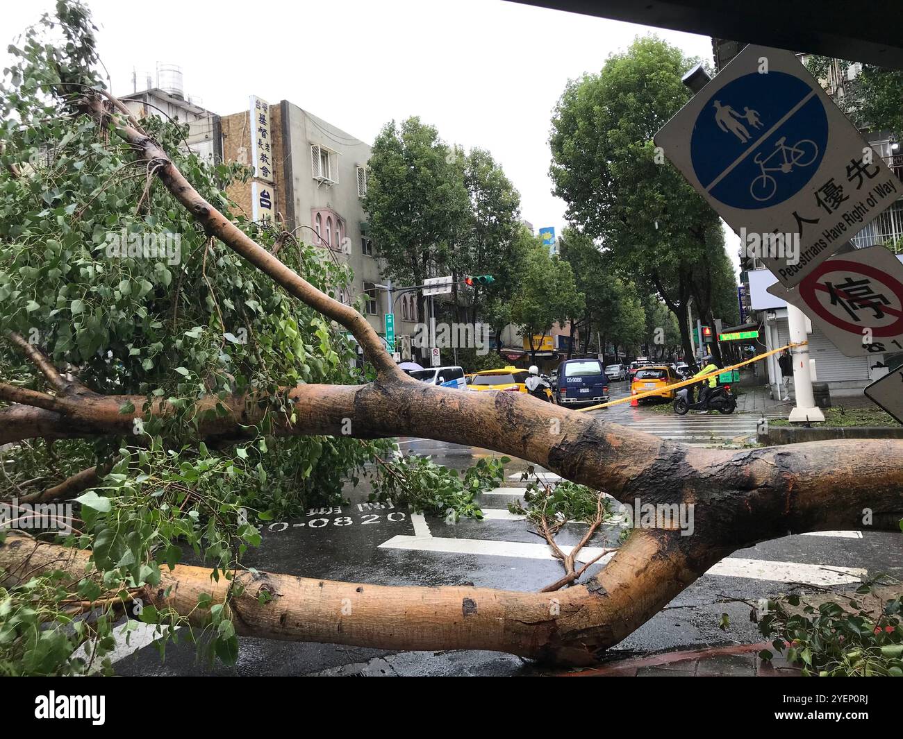 Taipeh, Taiwan. 01st Nov, 2024. An uprooted tree lies on a road ...
