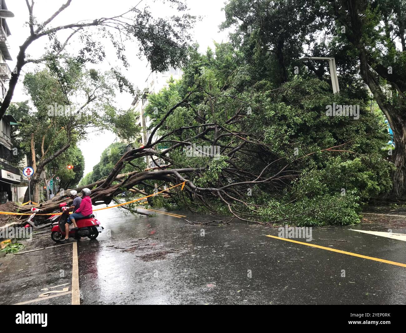 Taipeh, Taiwan. 01st Nov, 2024. An uprooted tree blocks a road in the ...