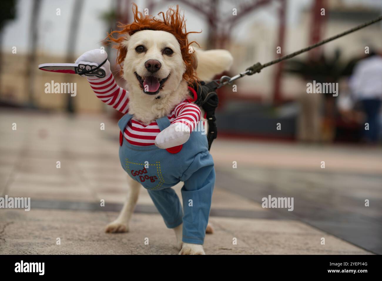 Coco, a dog dressed as Chucky, participates in a halloween pet show in ...