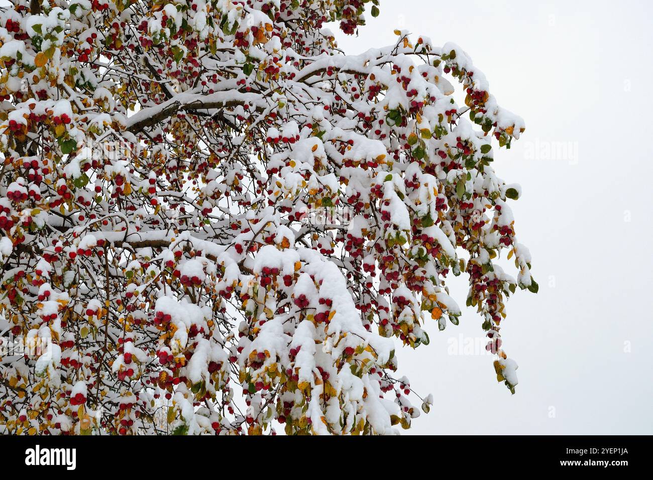 October snowfall in apple fruits hi-res stock photography and images ...