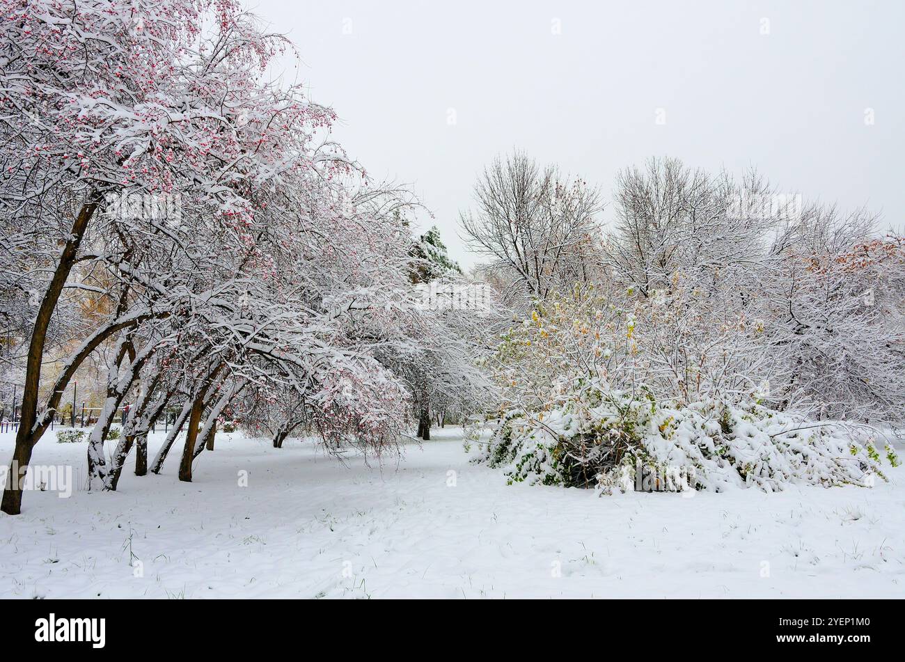 First snowfall in the city park. Snow-covered branch of wild apple tree ...
