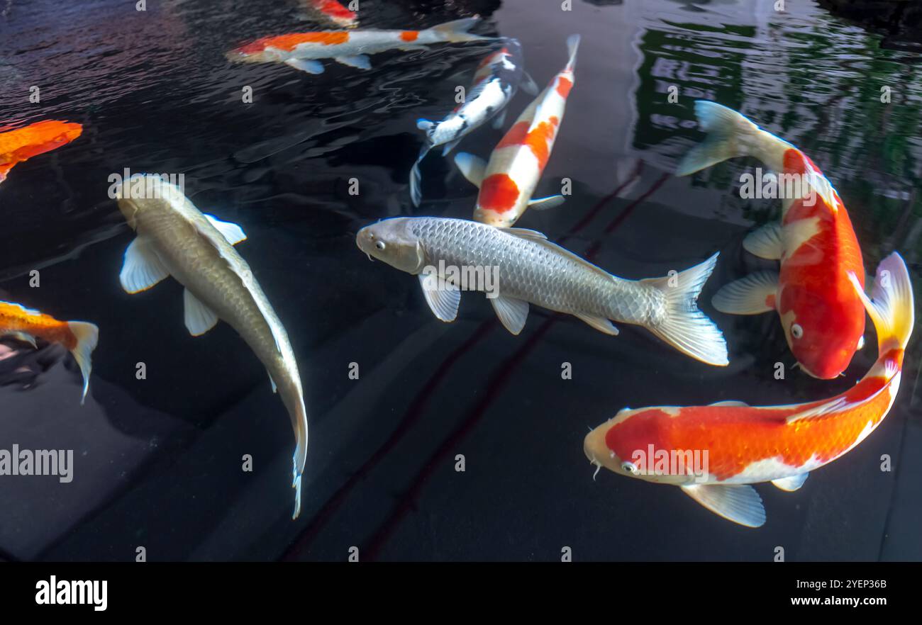 Koi fish -Koi fish with brilliant colors are swimming happily in the ...