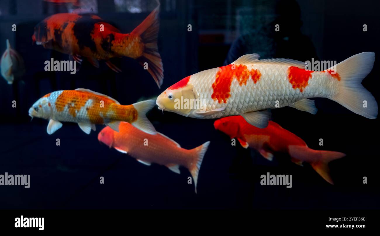 Koi fish -Koi fish with brilliant colors are swimming happily in the ...