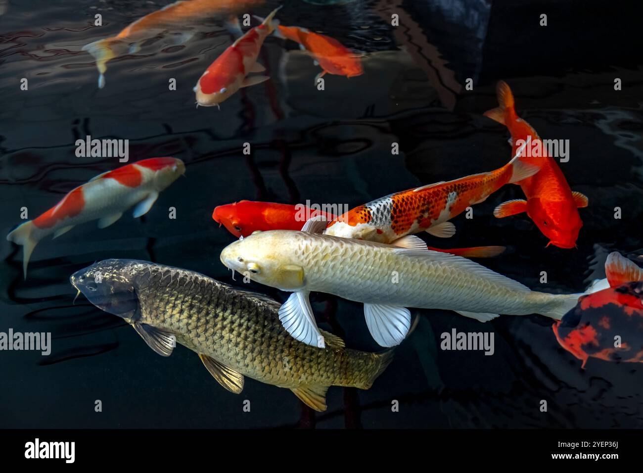 Koi fish -Koi fish with brilliant colors are swimming happily in the ...