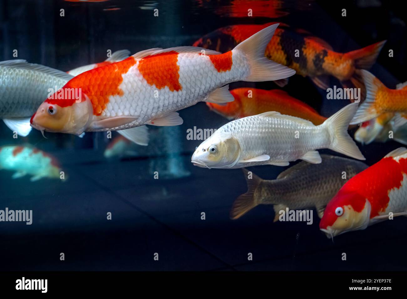 Koi fish -Koi fish with brilliant colors are swimming happily in the ...