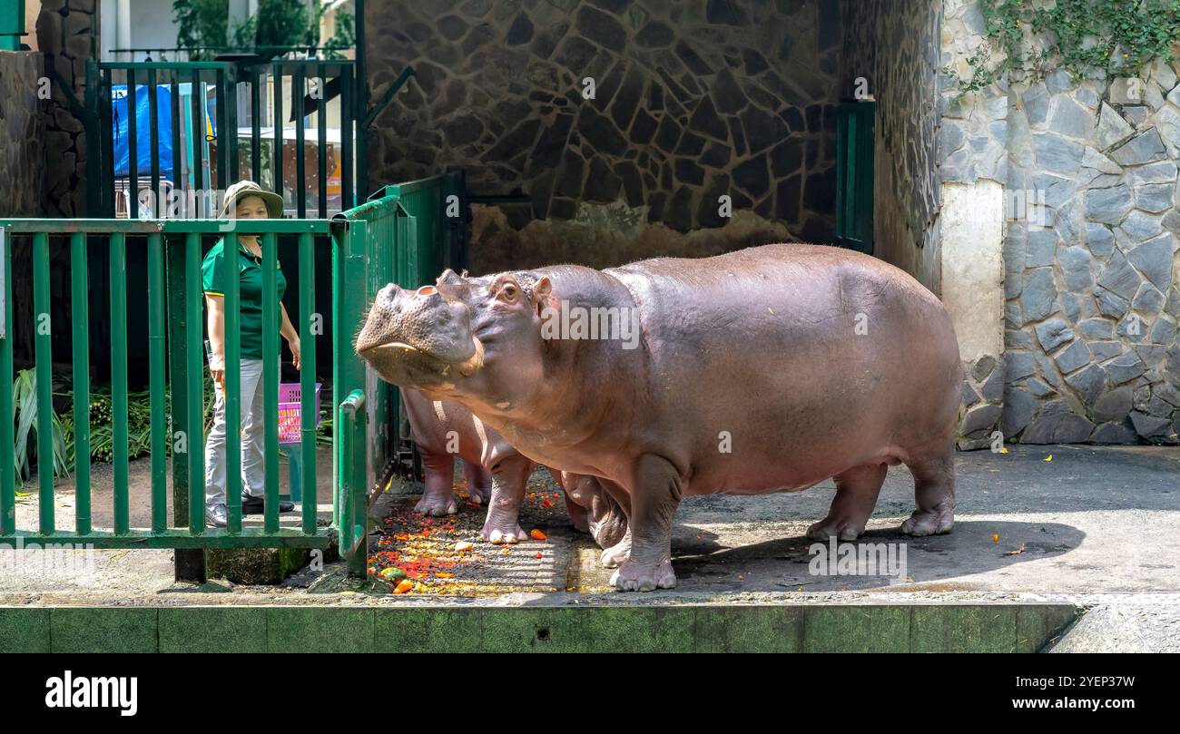 Ho Chi Minh City Zoo, Viet Nam - October 26, 2024: Adorable moment of a ...