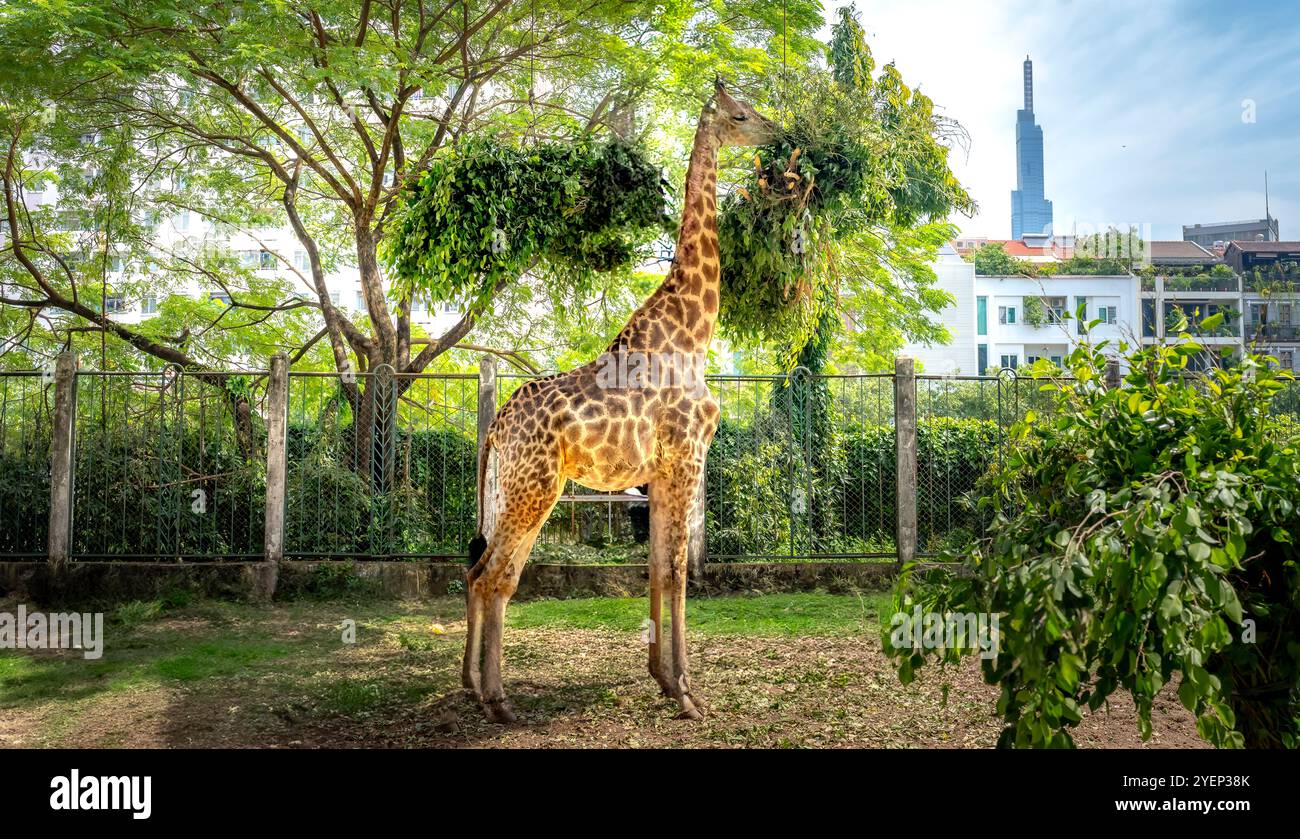 Ho Chi Minh City Zoo, Viet Nam - October 26, 2024: Giraffes in the ...