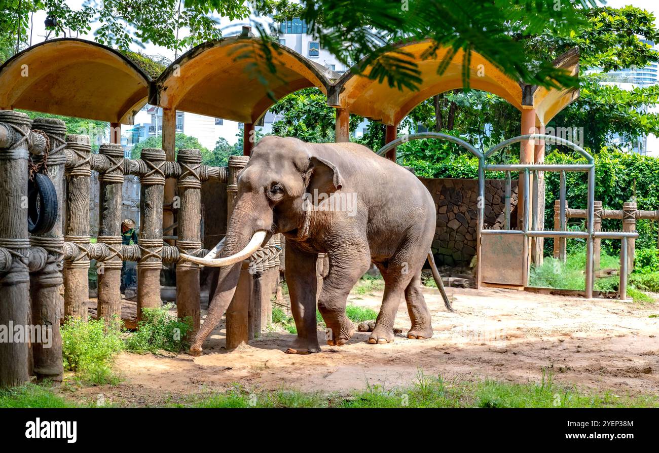 Ho Chi Minh City Zoo, Vietnam - October 26, 2024: Elephant's peaceful ...