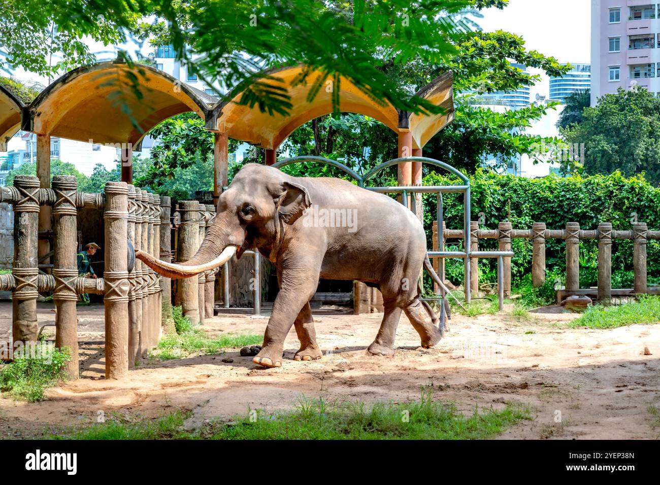 Ho Chi Minh City Zoo, Vietnam - October 26, 2024: Elephant's peaceful ...