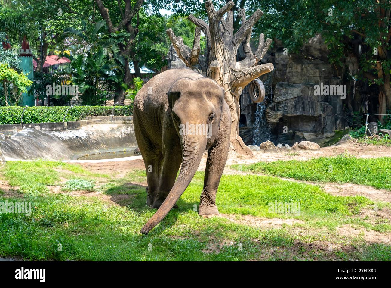 Ho Chi Minh City Zoo, Vietnam - October 26, 2024: Elephant's peaceful ...