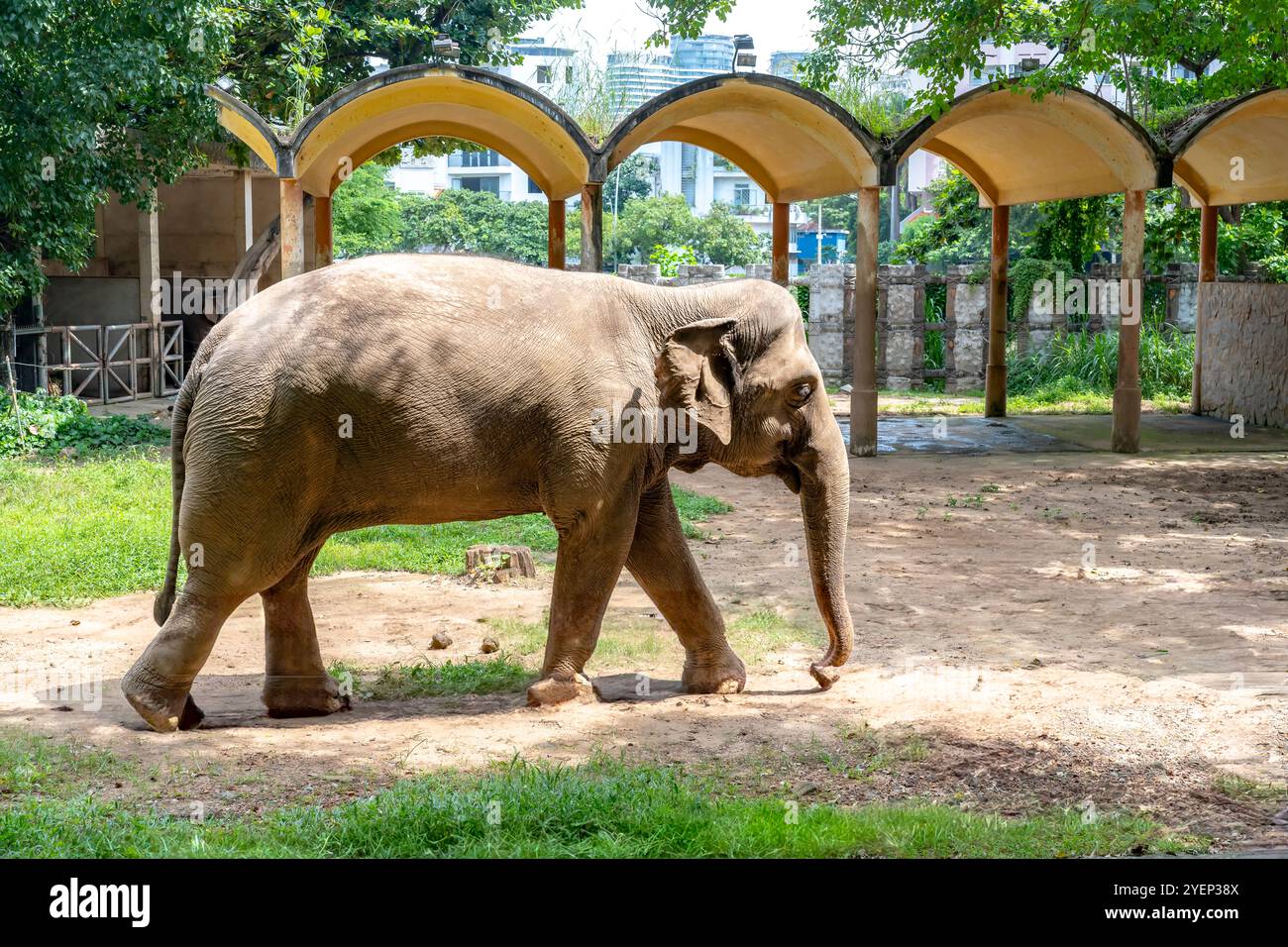 Ho Chi Minh City Zoo, Vietnam - October 26, 2024: Elephant's peaceful ...