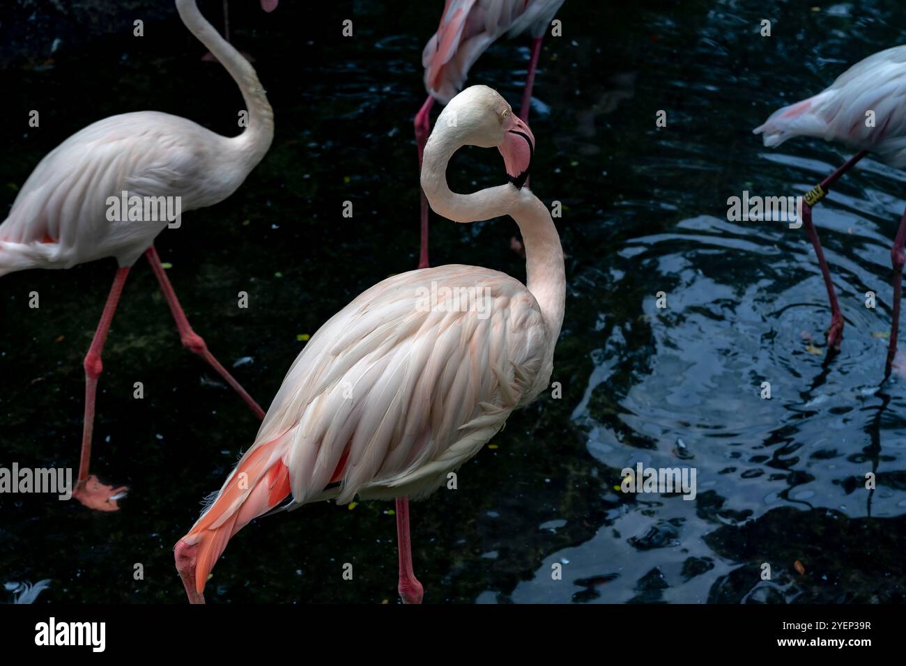 Ho Chi Minh City Zoo, Viet Nam - October 26, 2024: Flamingos stand ...