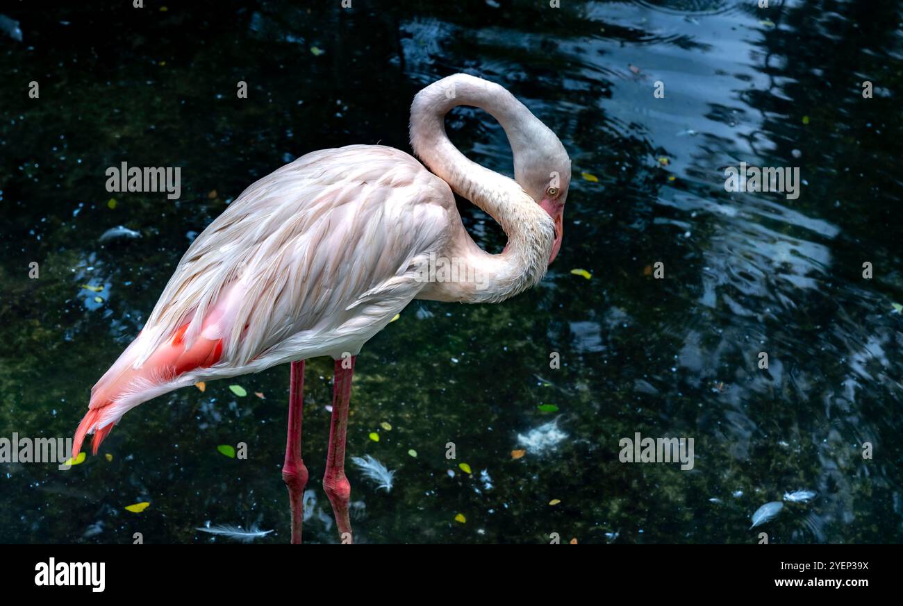 Ho Chi Minh City Zoo, Viet Nam - October 26, 2024: Flamingos stand ...