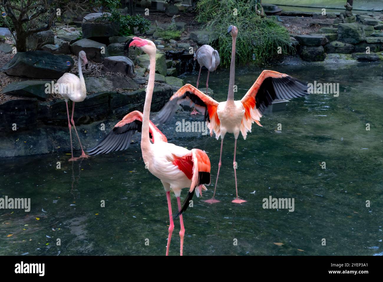 Ho Chi Minh City Zoo, Viet Nam - October 26, 2024: Flamingos stand ...
