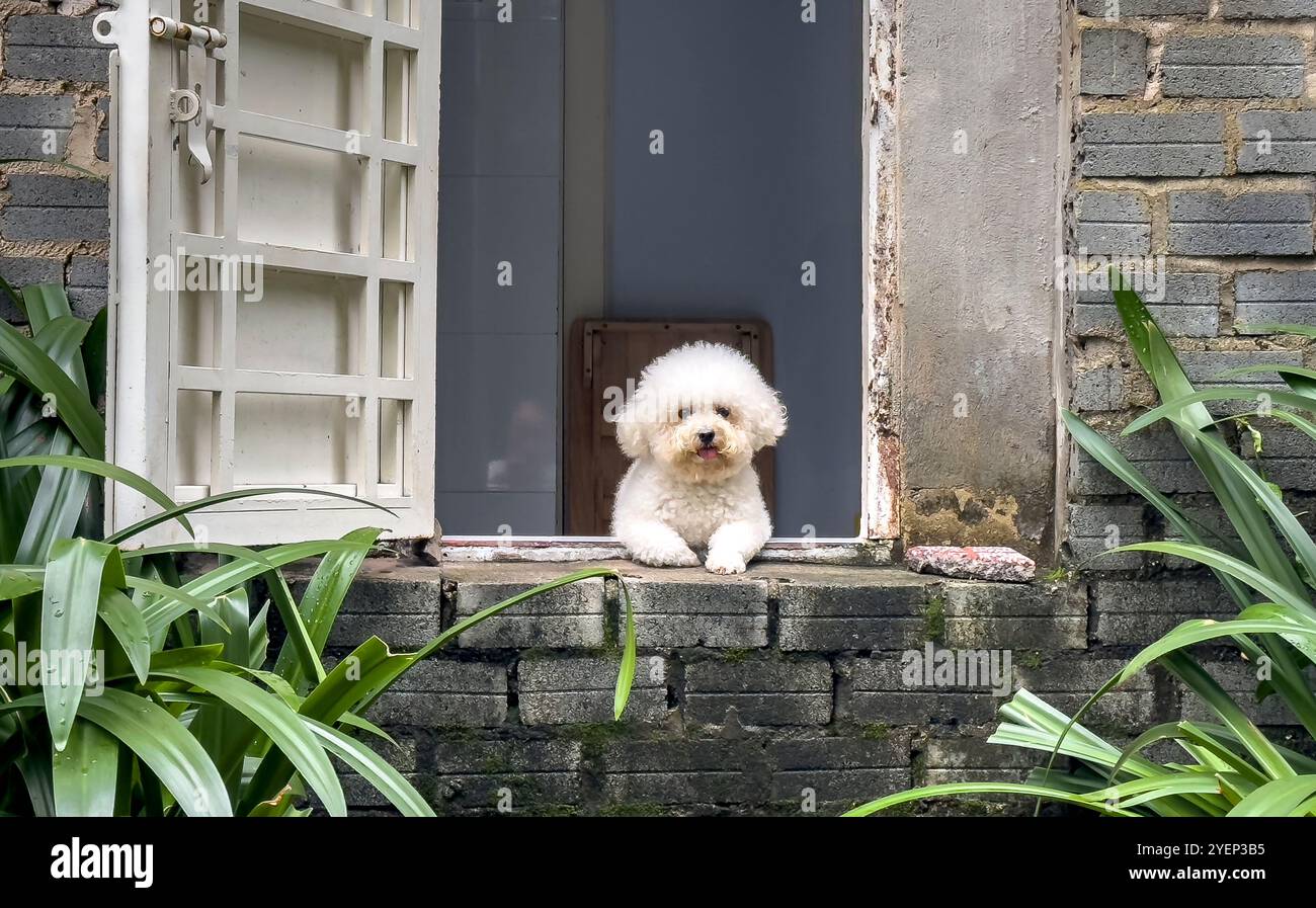 Puppy observation hi-res stock photography and images - Alamy