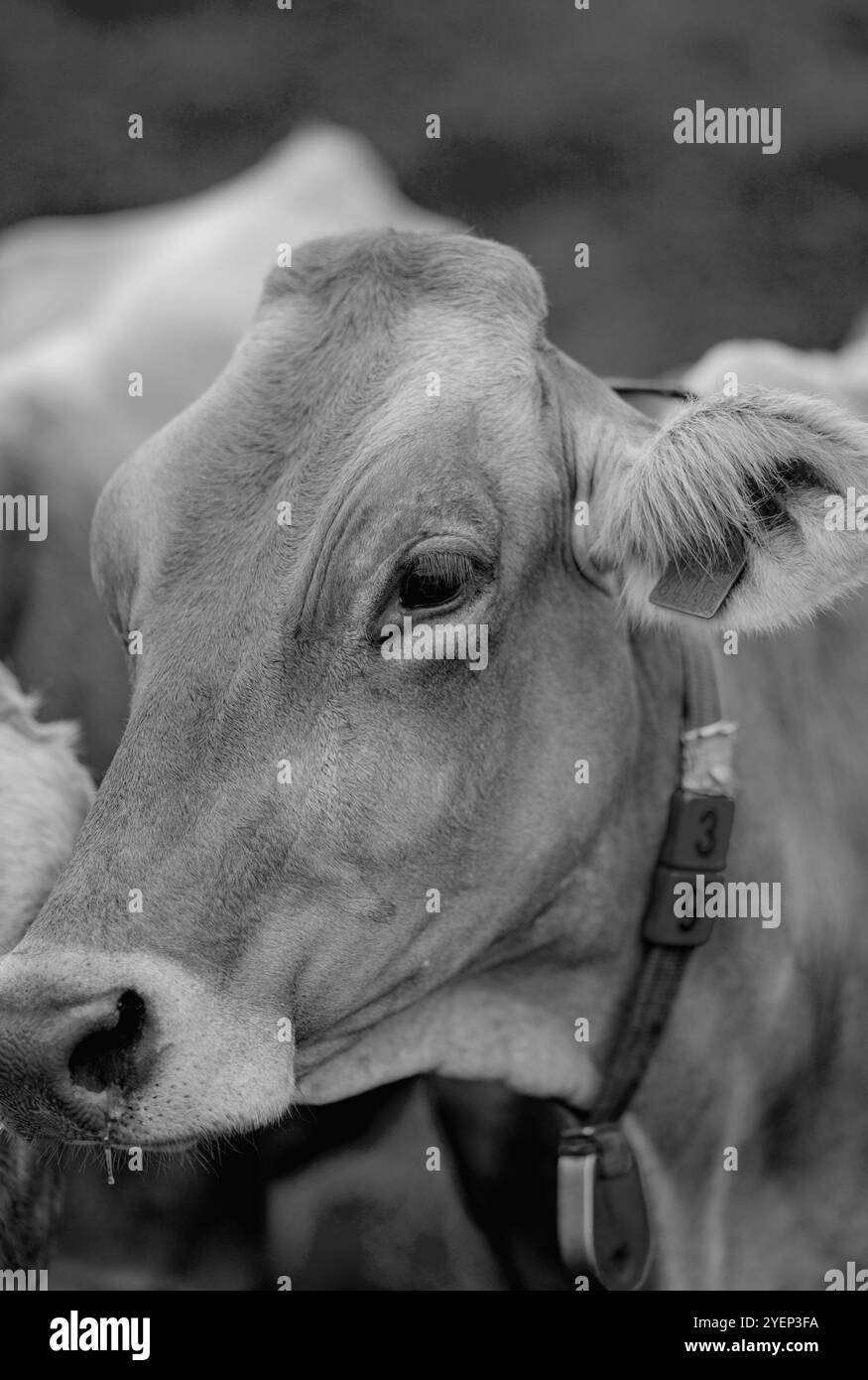 Herd cows in mountain pastures Black and White Stock Photos & Images ...