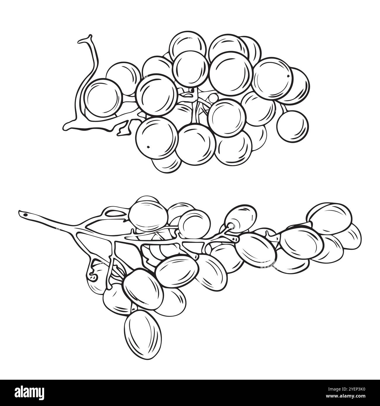 Organic winemaking Black and White Stock Photos & Images - Alamy