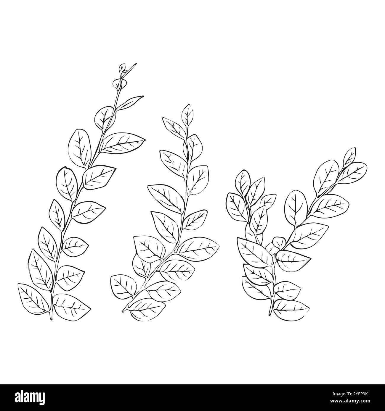 Set of leaves continuous line drawing. Abstract minimal botanical art ...