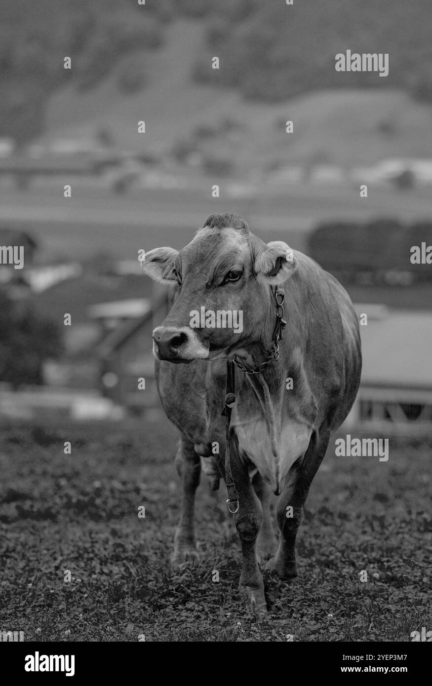 View herd cattle in Black and White Stock Photos & Images - Alamy