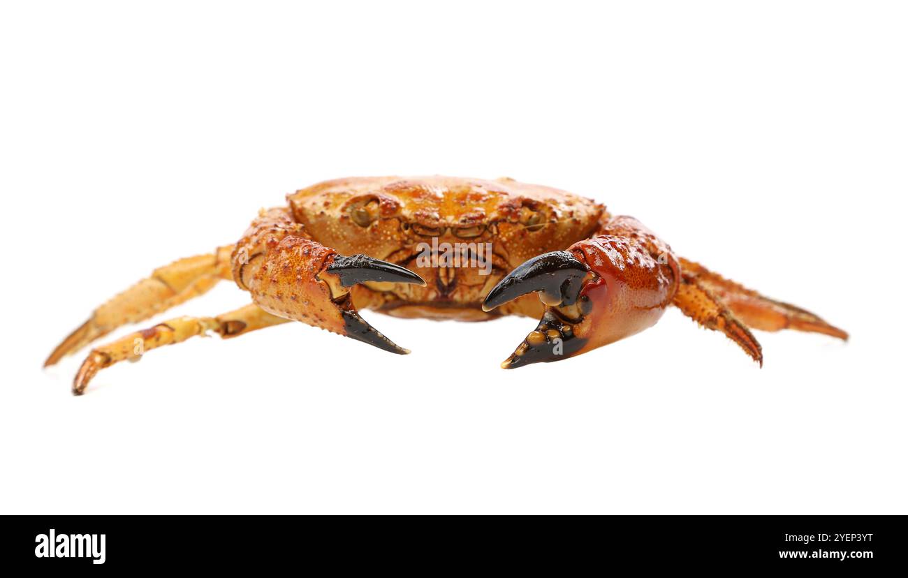 seafood red crab isolated on a white background Stock Photo - Alamy