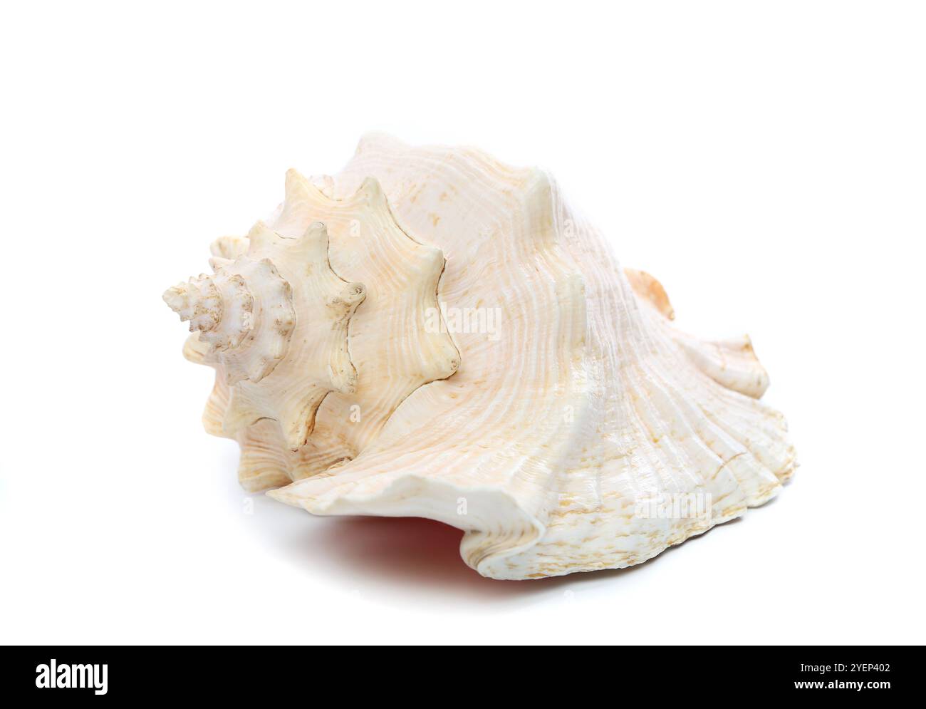 Close up shell spiral detail Cut Out Stock Images & Pictures - Alamy
