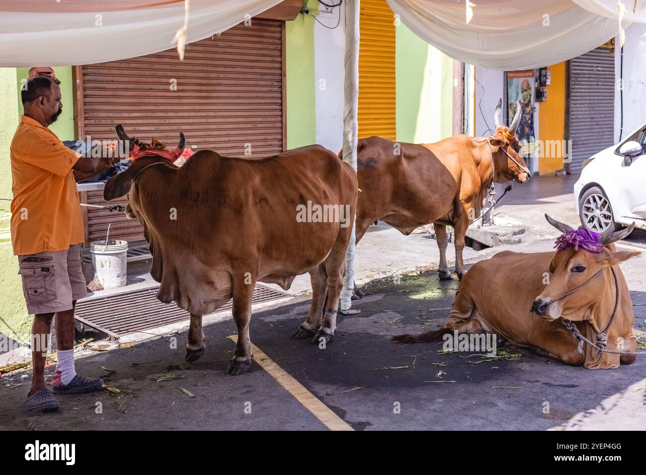 Festive cow for Diwali celebration in India Stock Photo - Alamy