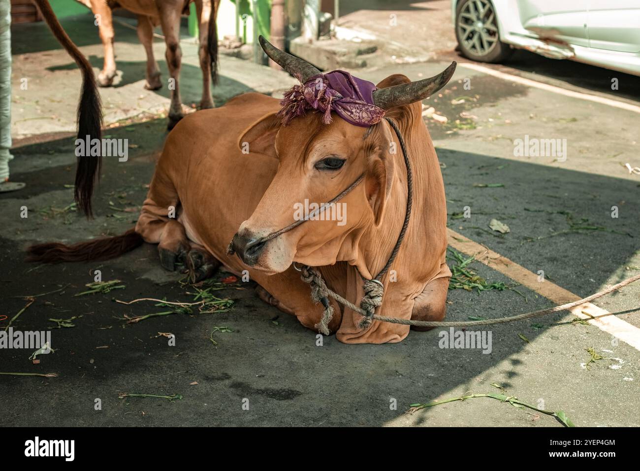 Divine cow india hi-res stock photography and images - Alamy