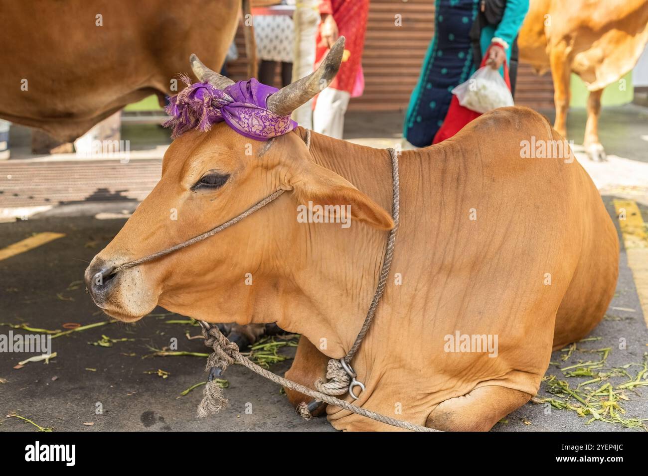 Festive cow for Diwali celebration in India Stock Photo - Alamy