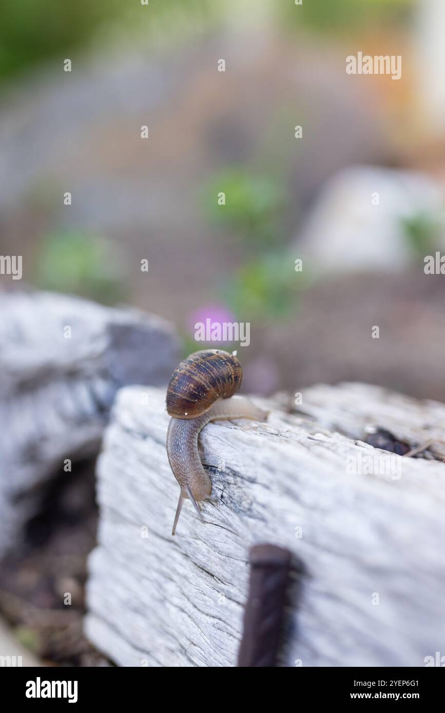 Climbing wooden plank, snail exploring nature's beauty in garden ...