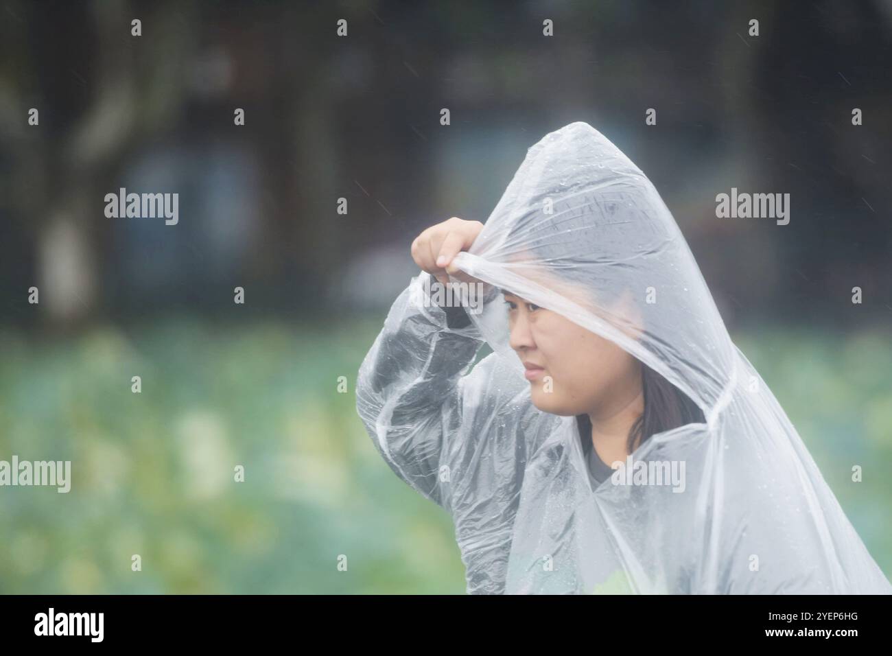 HANGZHOU, CHINA - NOVEMBER 1, 2024 - A tourist braves strong winds and ...