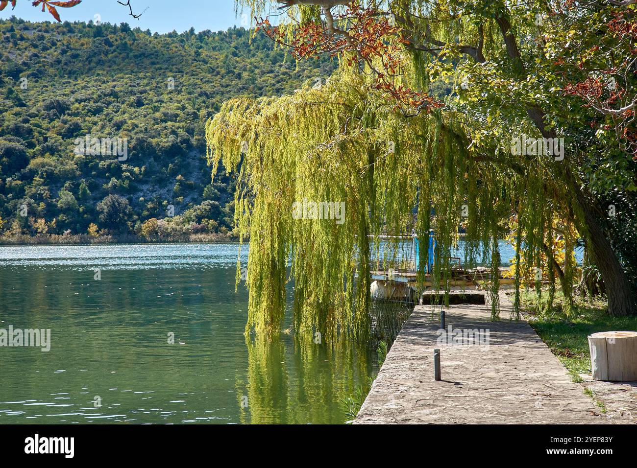a weeping willow tree draping its long, graceful branches over the calm ...