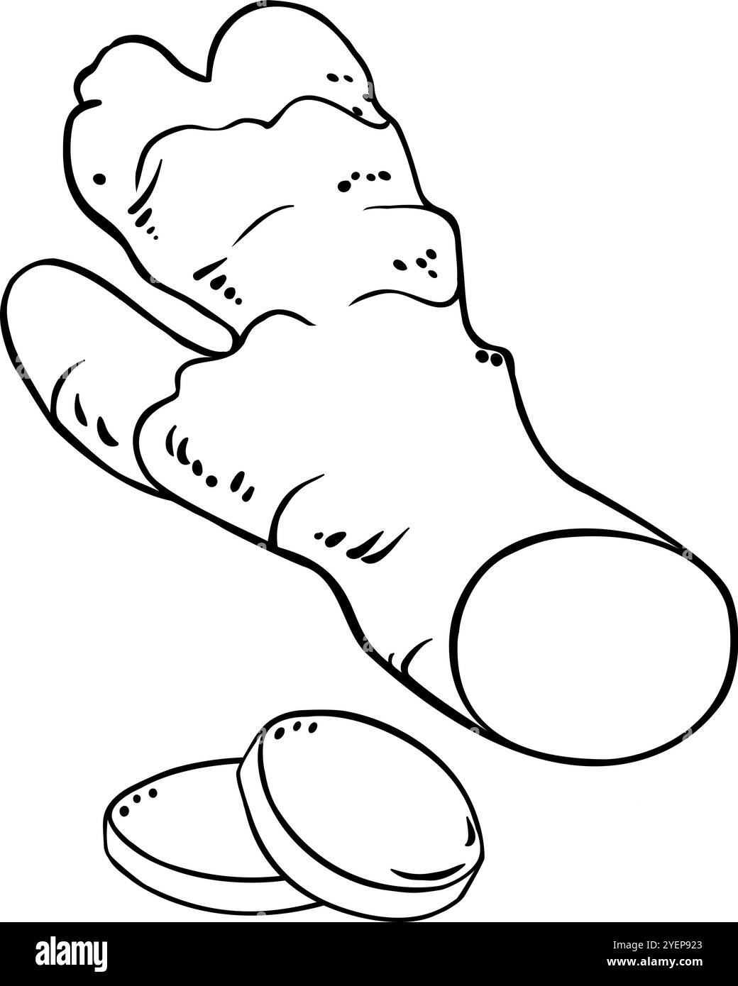 Ginger Root Isolated Outline Illustration Stock Vector Image & Art - Alamy