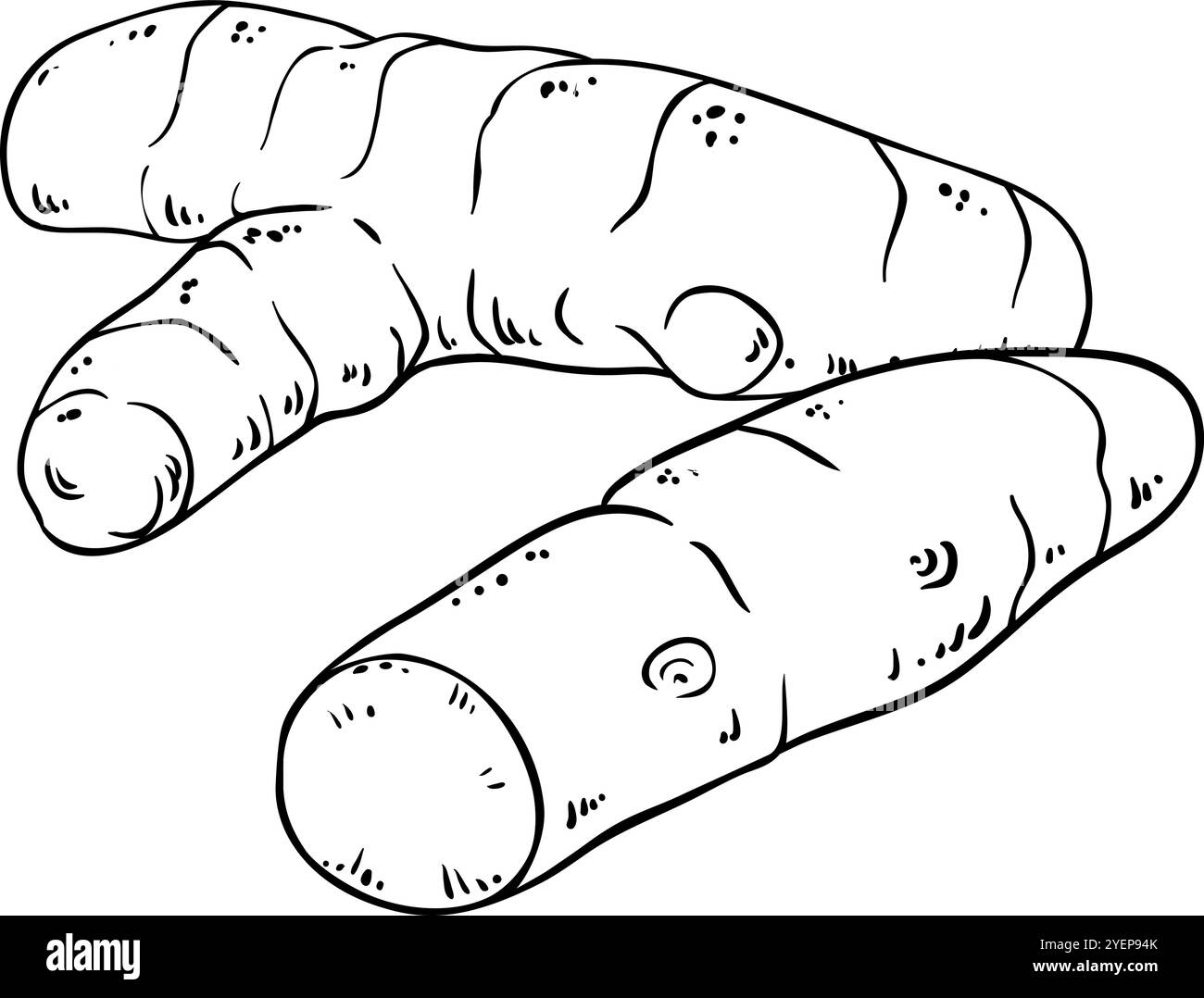 Turmeric Root Isolated Outline Illustration Stock Vector Image & Art ...