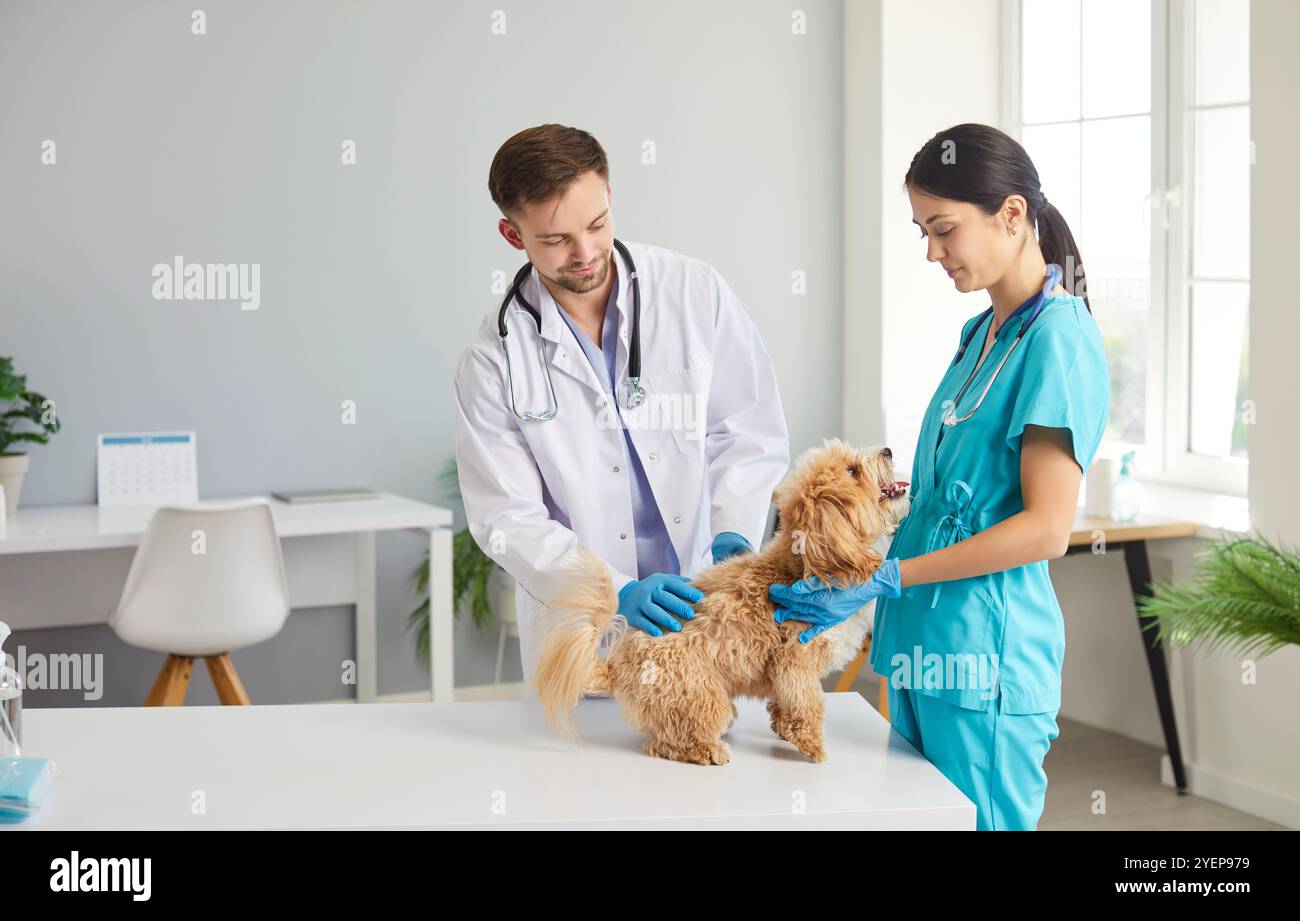 Veterinarian Doctor And Nurse Examining Dog During Hospital Visit Stock ...
