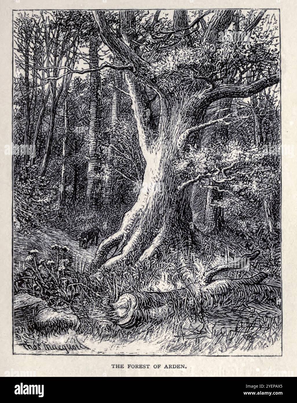 THE FOREST OF ARDEN from ' In the Ardennes ' Illustrated by Macquoid ...