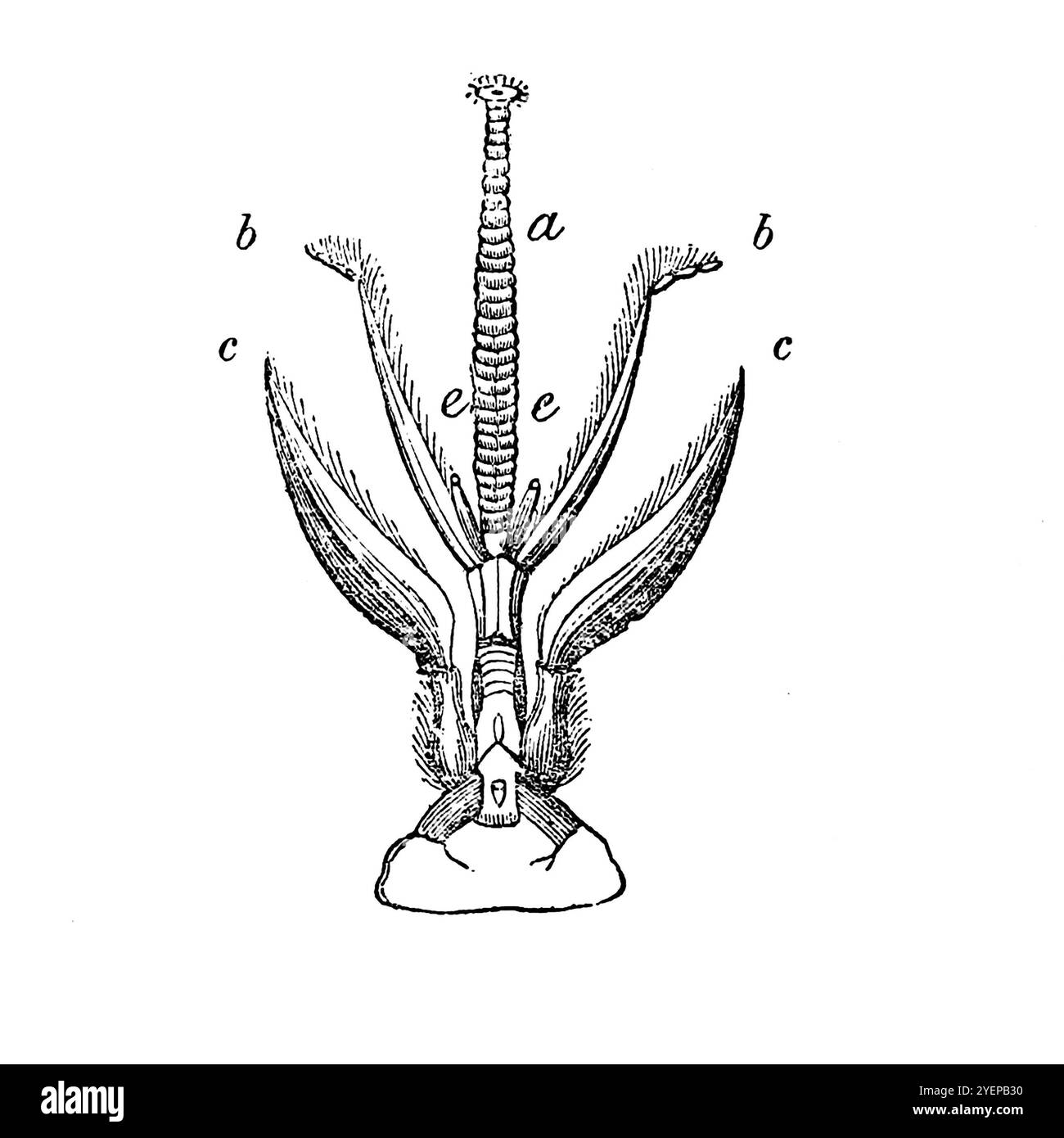 Ligula, and erroneously, regarded as the tongue from ' The naturalist's ...