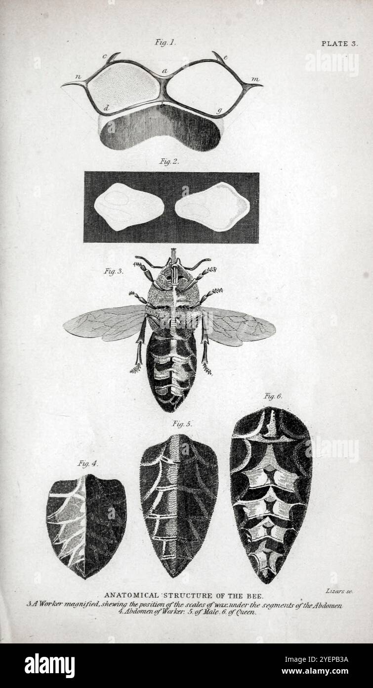 Anatomical structure of the bee from ' The naturalist's library ...