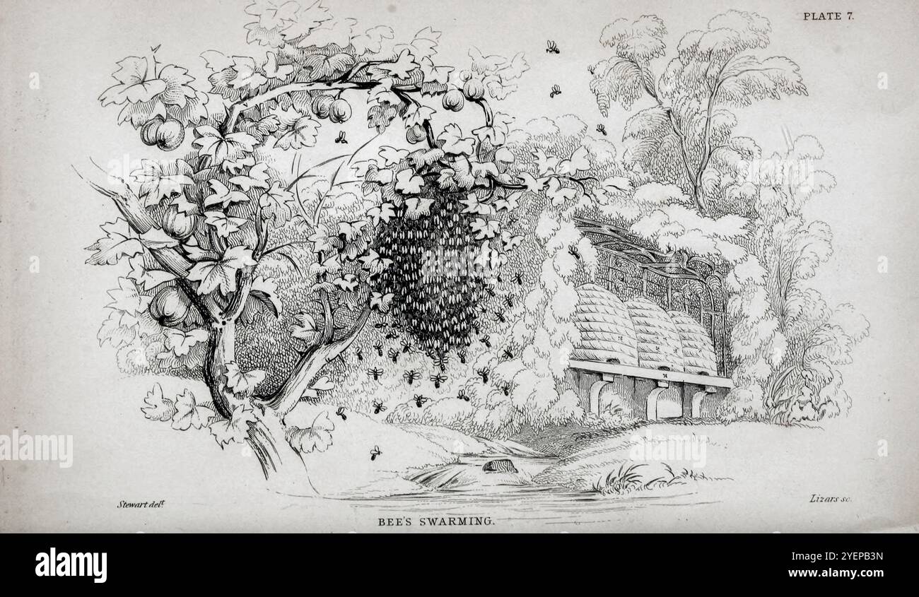 Bees swarming from ' The naturalist's library ' Entomology Volume VI ...