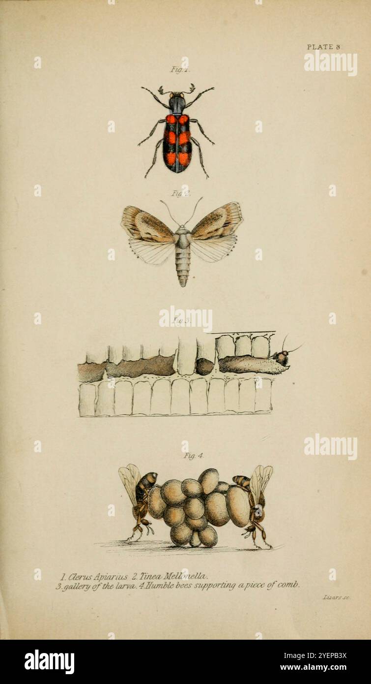 1 Trichodes alvearius is a species of soldier or checkered beetle here ...